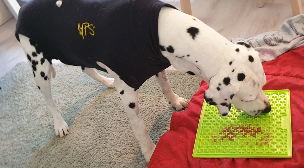 Castratie van de teef - Nederlandse Club voor Dalmatische Honden