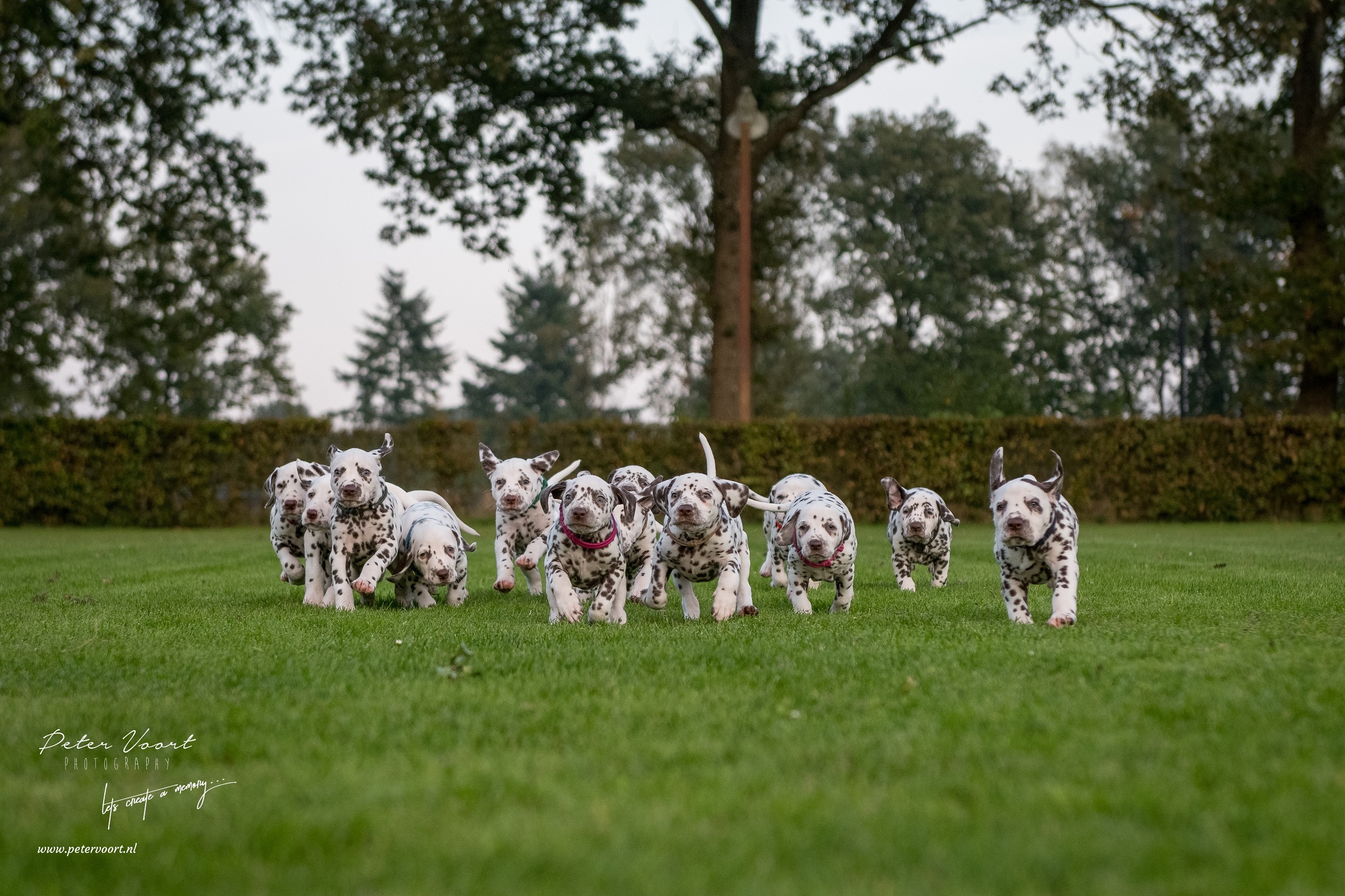 Fokkerij - Nederlandse Club voor Dalmatische Honden