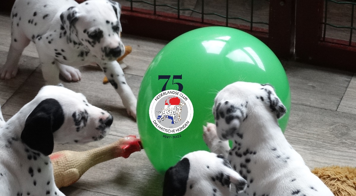 FEEST: de NCDH bestaat 75 jaar! - Nederlandse Club voor Dalmatische Honden